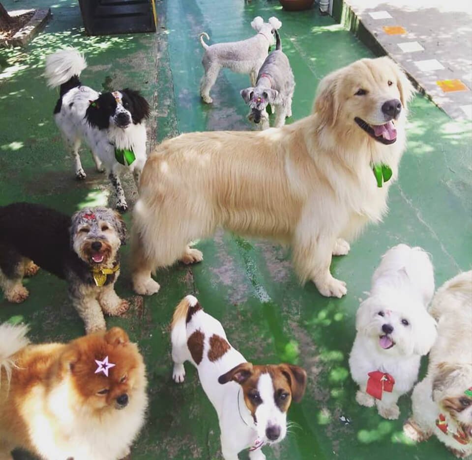 Creche Daycare para Cachorros • Pet Paradise Resort